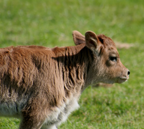 Heck cattle calves | Project Noah