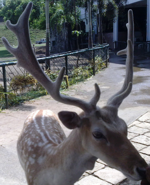 Fallow Deer | Project Noah