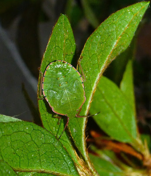 Stink Bug Nymph on Azalea | Project Noah