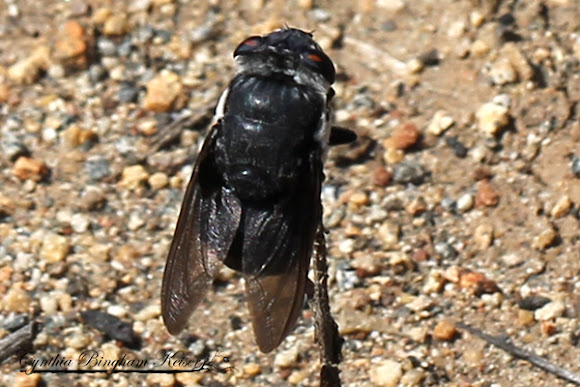 Bot Fly | Project Noah