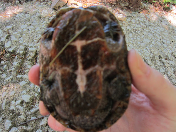 Common Musk Turtle/Stinkpot | Project Noah