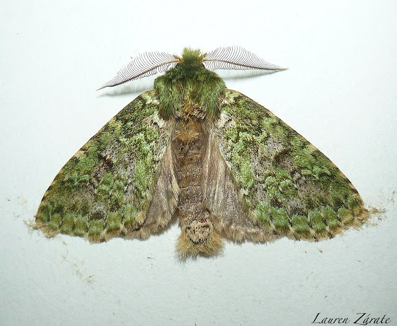 Moss Mimic Moth | Project Noah