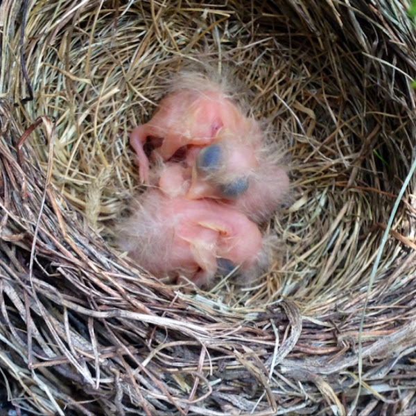 American Robin hatchlings | Project Noah