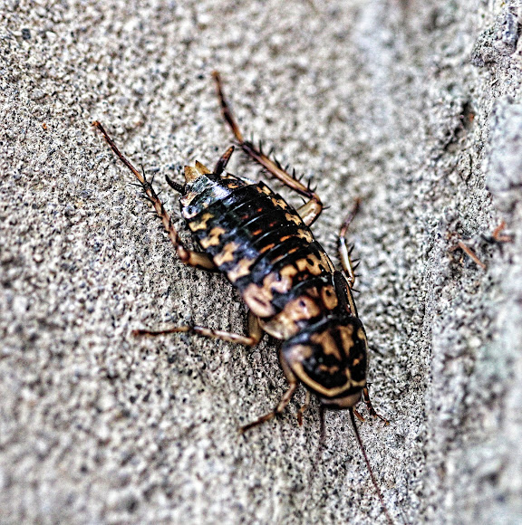 Harlequin Cockroach | Project Noah