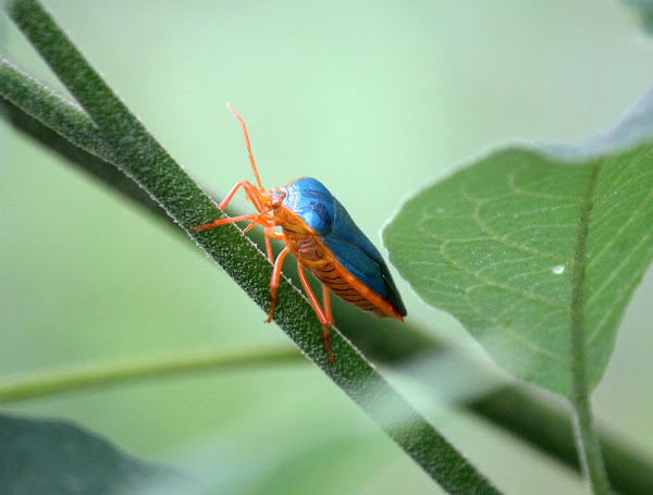 Turquoise Shield Bug | Project Noah