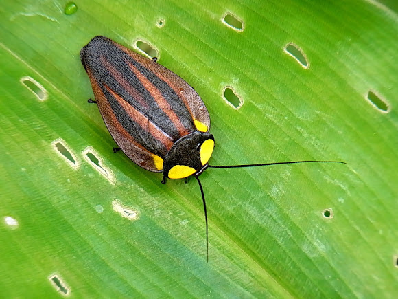 Cloud Forest Cockroach | Project Noah