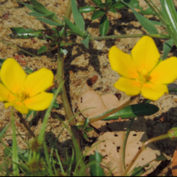 Creeping Water Primrose | Project Noah