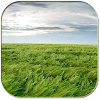 Field in the wind Mod apk download - Field in the wind MOD apk free for ...