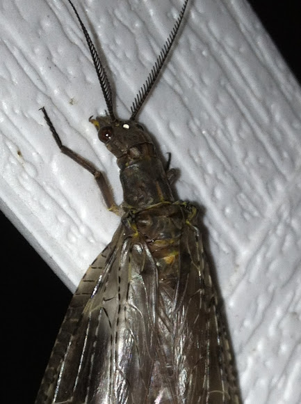 Summer Fishfly | Project Noah