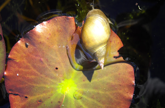 Great Pond Snail | Project Noah