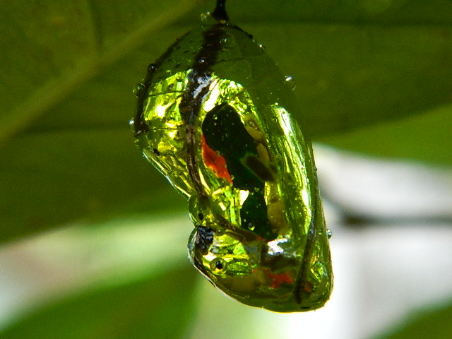 Common Crow (Chrysalis/Pupa) | Project Noah