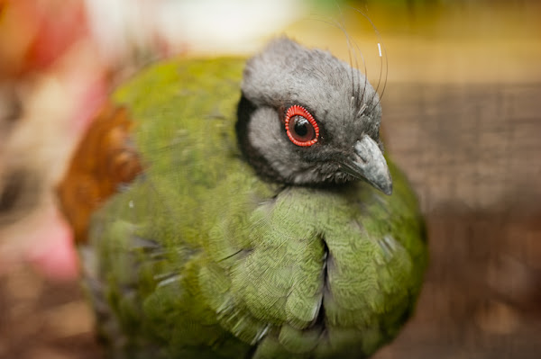 Crested Wood-partridge (female) | Project Noah