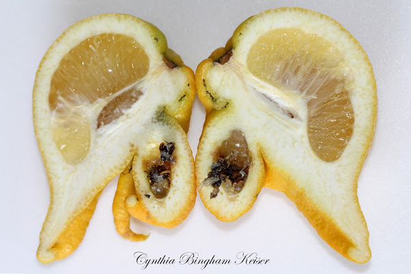 Lemon (irregular shape) | Project Noah