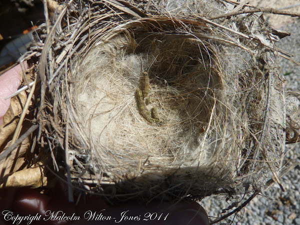 nest | Project Noah