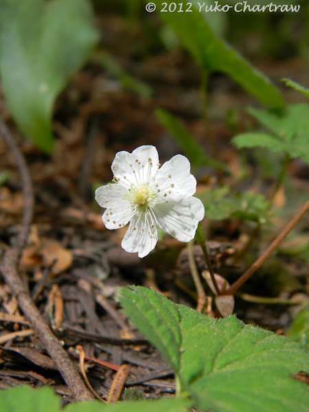 Creeping Raspberry | Project Noah