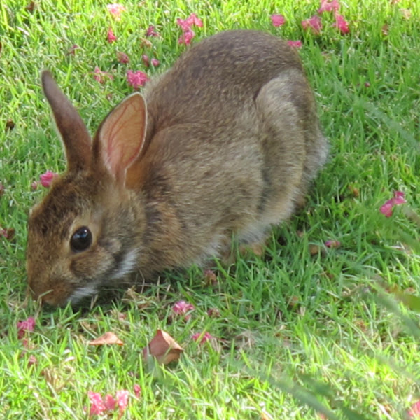 Eastern Cottontail rabbit | Project Noah