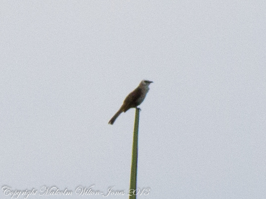 Yellow-vented Bulbul | Project Noah