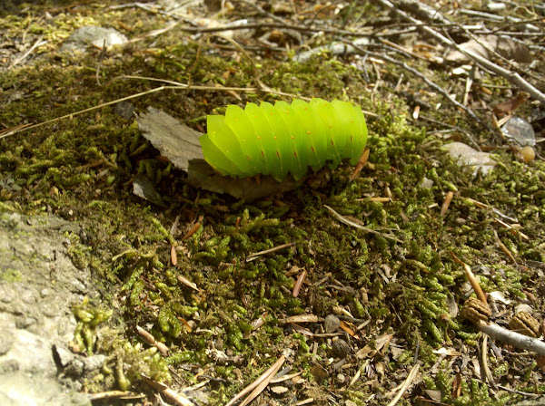 Polyphemus Moth Larvae | Project Noah