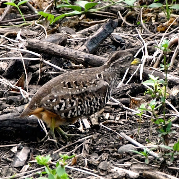 Barred Buttonquail | Project Noah