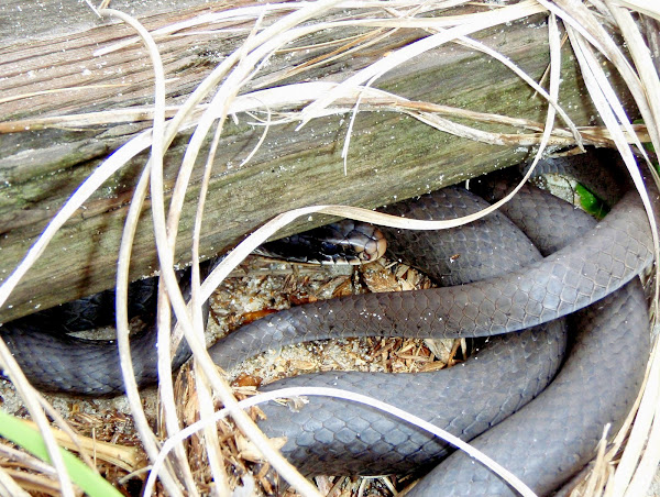 Southern Black Racer | Project Noah