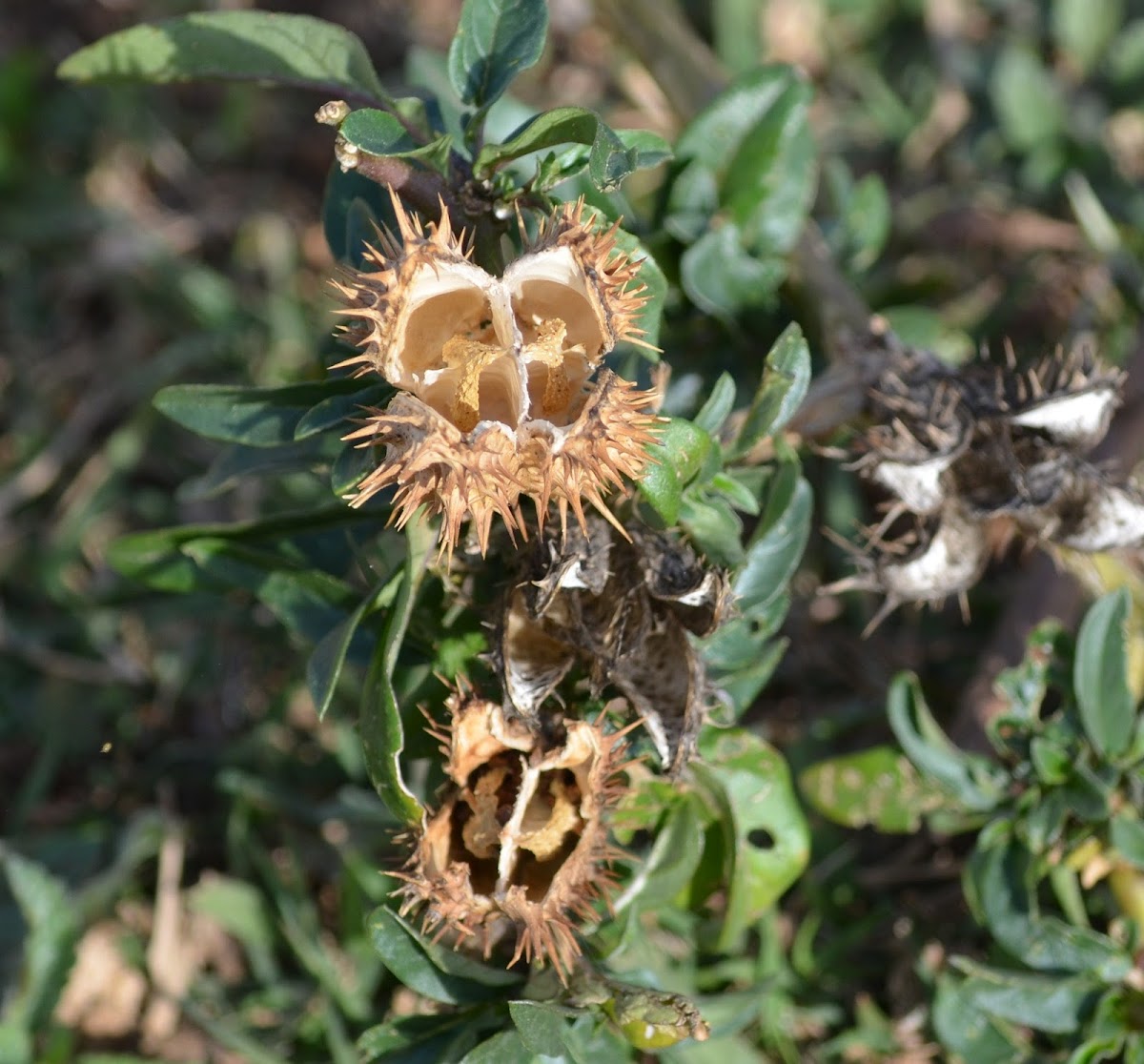 Spotting | Project Noah