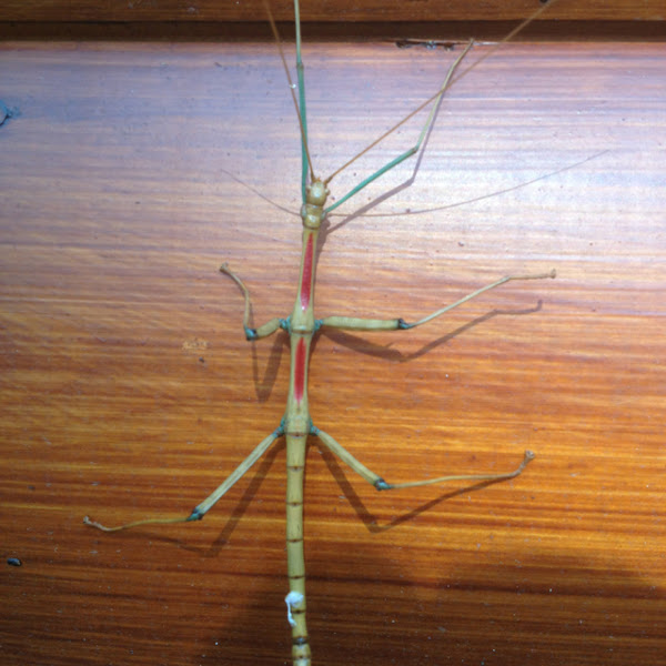 Giant walking stick (male) | Project Noah