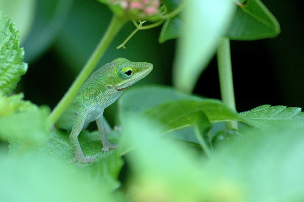 Carolina Anole | Project Noah