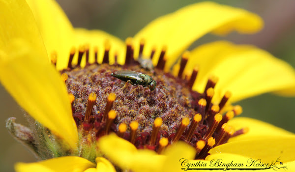 Chalcid Wasp | Project Noah