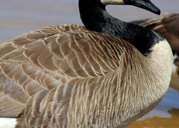 Canada geese | Project Noah
