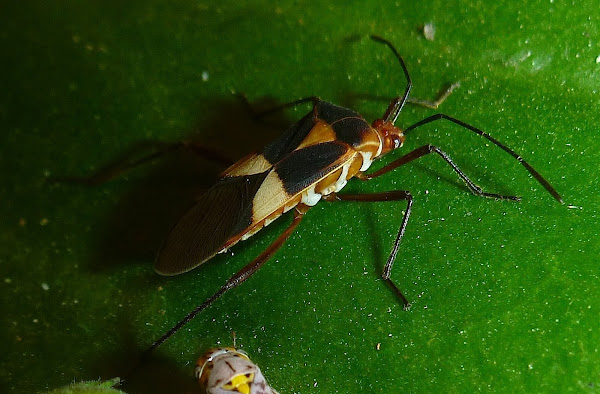 Coreid Bug | Project Noah