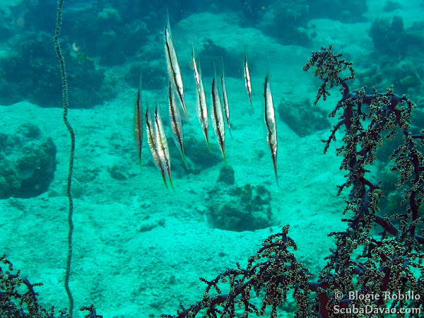 Razorfish | Project Noah