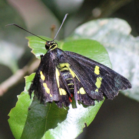 Regent Skipper | Project Noah