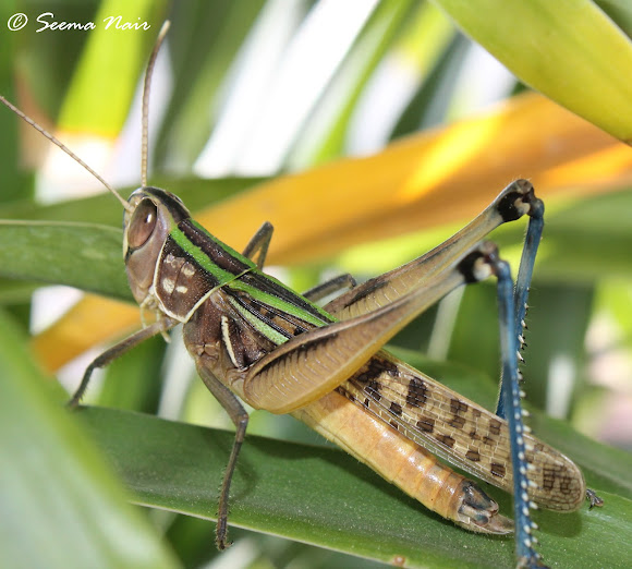 Grasshopper | Project Noah