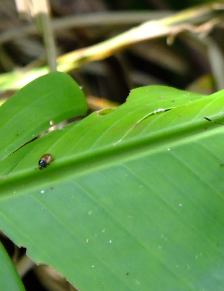 ladybug | Project Noah