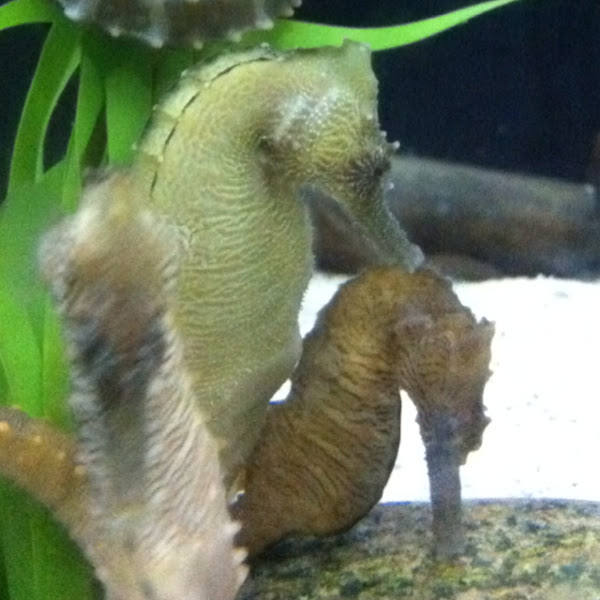 Seahorses | Project Noah