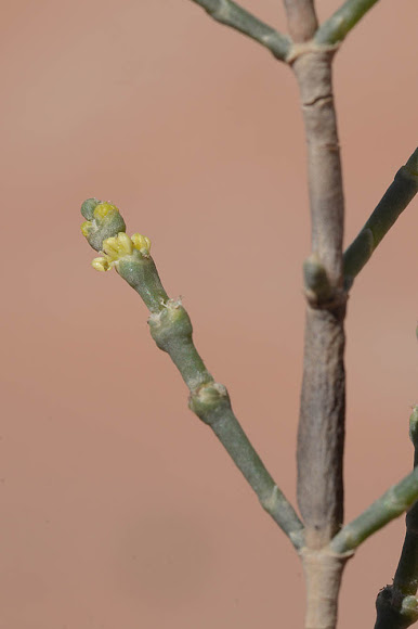 White Saxaul | Project Noah