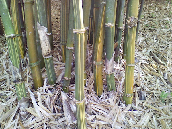 Bengal Bamboo | Project Noah