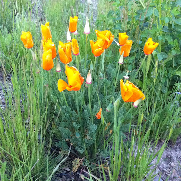 California Poppy | Project Noah