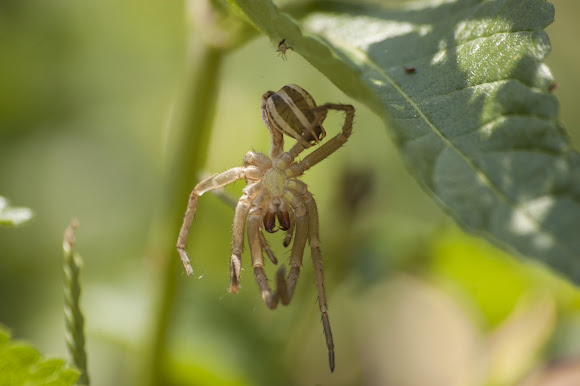 Spider exoskeleton | Project Noah