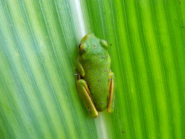 tree frog | Project Noah