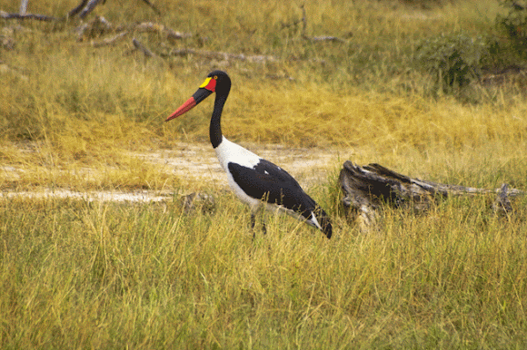 Saddlebill Stork | Project Noah
