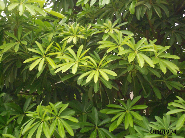 Indian devil tree,सप्तपर्णी | Project Noah