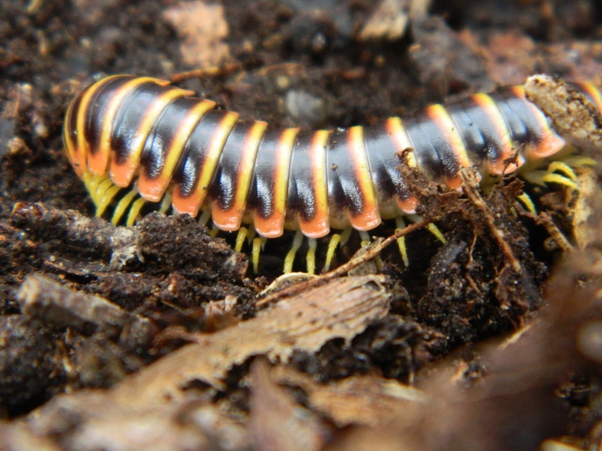 Millipede | Project Noah