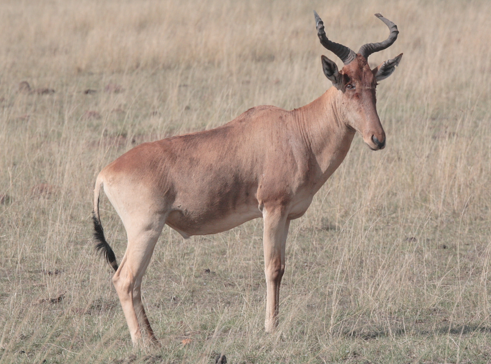 Hartebeest | Project Noah