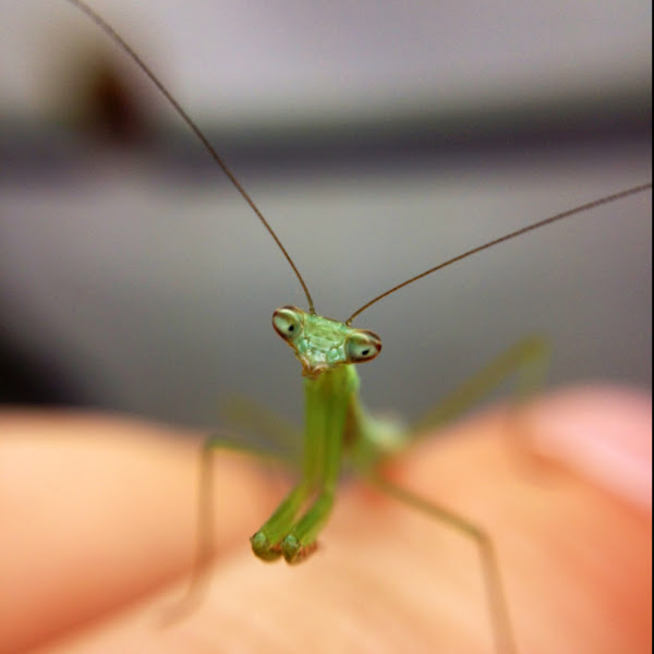 Chinese mantis | Project Noah