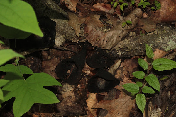 Black Trumpet | Project Noah