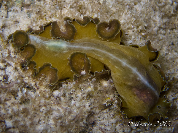 Polyclad Flatworm | Project Noah