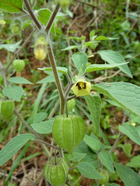 Native gooseberry, Wild cape gooseberry, pygmy groundcherry | Project Noah