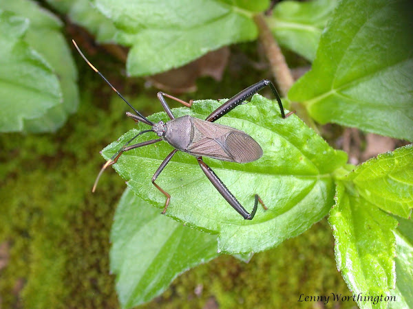 Coreid Bug | Project Noah