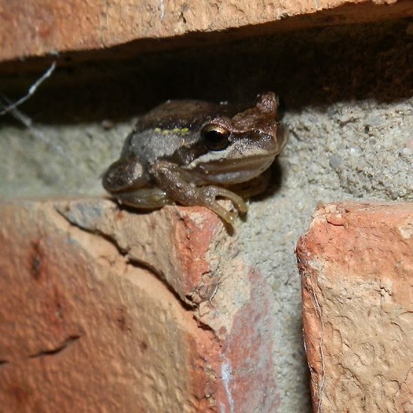 Southern Brown Tree Frog | Project Noah